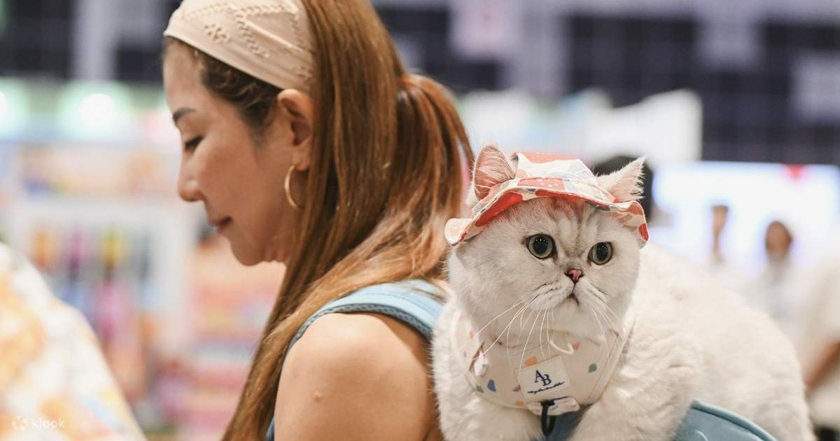 Singapore Cat Festival 2024 - Klook